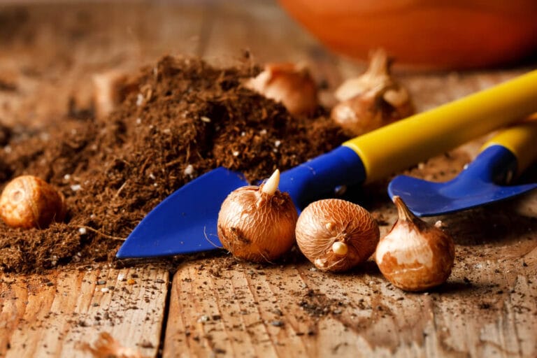 How to Growing Crocus Indoors - The Gardening Dad