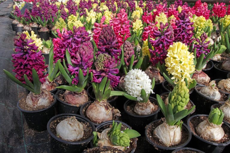 How to Grow Hyacinth | Different Types of Hyacinths - The Gardening Dad