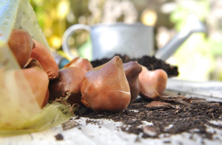 2 EASY Steps to Grow Hellebores for Beginners - The Gardening Dad