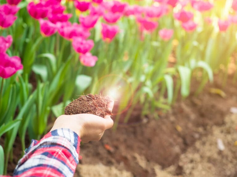How to Grow Tulips & Growing Tulips Indoors - The Gardening Dad