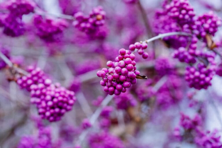 20 Best Perennial Fall Flowers to Plant for Pollinators - The Gardening Dad