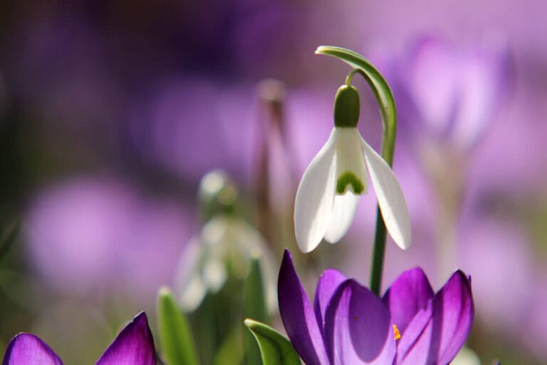 How to Grow Snowflakes for Beginners (2 QUICK Tips) - The Gardening Dad