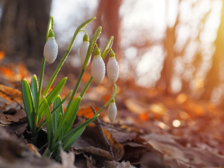 How to Grow Snowdrops for Beginners (2 Simple Steps) - The Gardening Dad