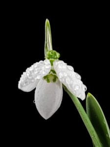 How to Grow Snowdrops for Beginners (2 Simple Steps) - The Gardening Dad