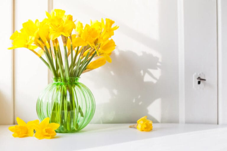 How To Grow Daffodils - The Gardening Dad