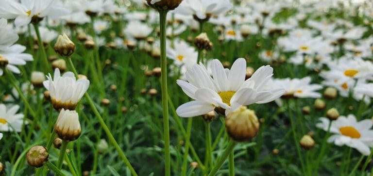 How to Grow Daisies for Beginners (2 QUICK Tips) - The Gardening Dad