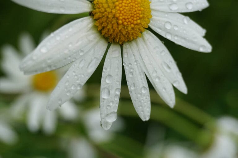 How to Grow Daisies for Beginners (2 QUICK Tips) - The Gardening Dad