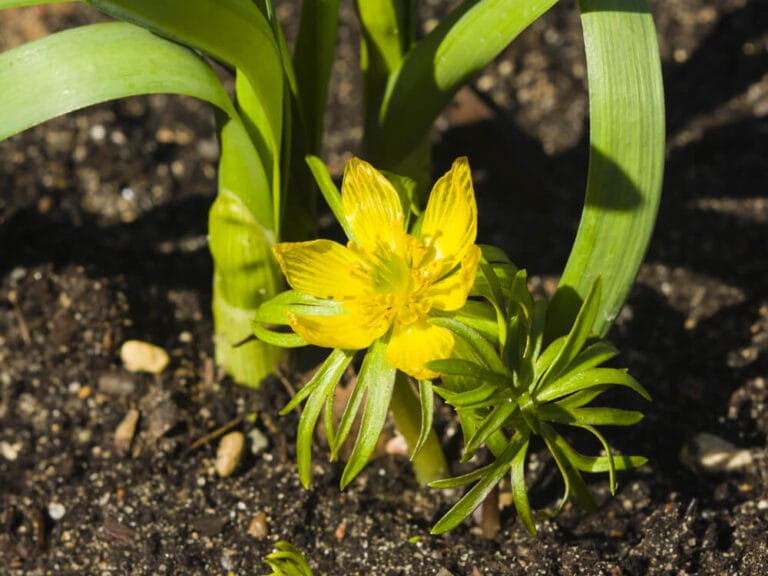 How to Grow Winter Aconites for Beginners (2 EASY Steps) - The ...