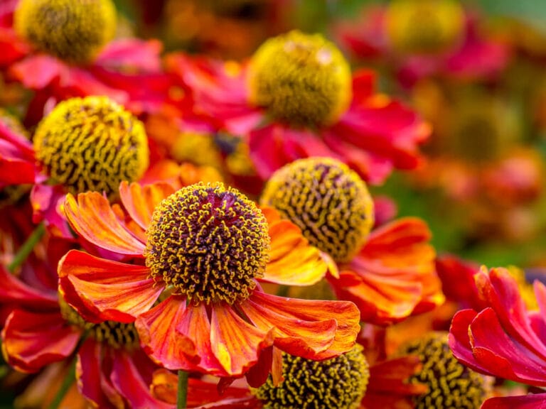 20 Best Perennial Fall Flowers to Plant for Pollinators - The Gardening Dad