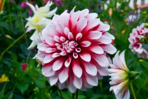 10 BEST Flowers to Grow in Hardiness zone 9 (2023 Guide) - The ...