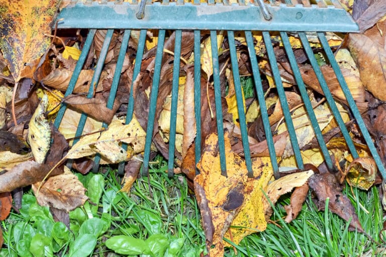 20 Best Fall Garden Cleanup Must Do - The Gardening Dad