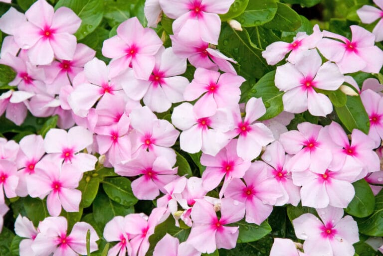 20 Different Types of Flowers to Grow in the Spring - The Gardening Dad