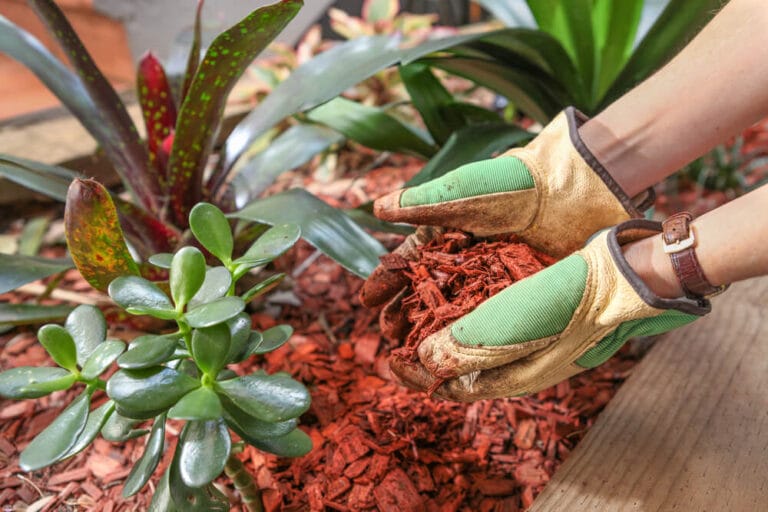 20 Best Fall Garden Cleanup Must Do - The Gardening Dad