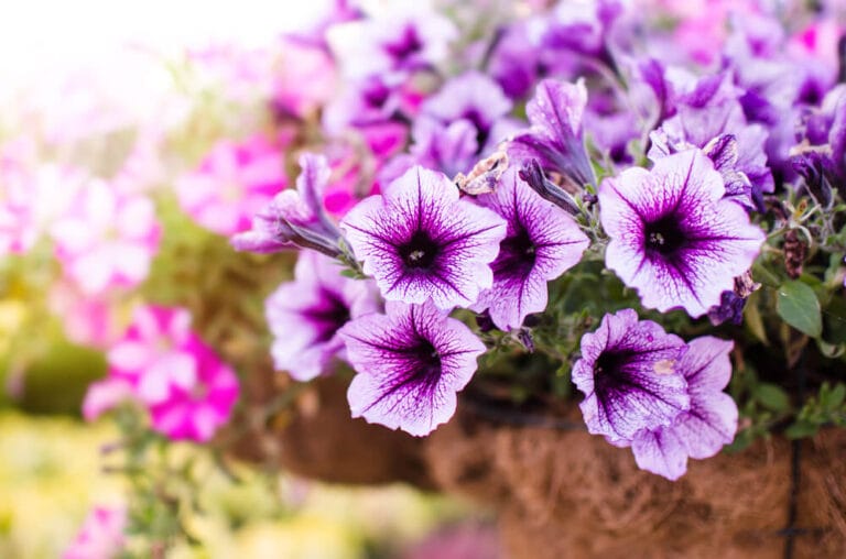 10 BEST Flowers to Grow in Indiana (2023 Guide) - The Gardening Dad