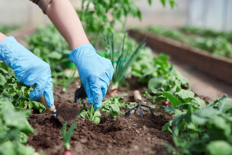 25 Common Gardening Mistakes & How to Avoid Them - The Gardening Dad