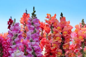 20 Different Types of Flowers to Grow in the Spring - The Gardening Dad