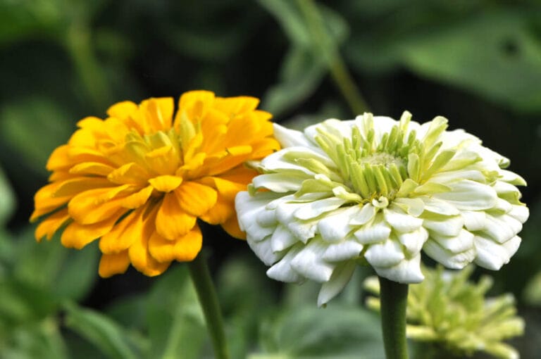 10 BEST Flowers to Grow in Oklahoma Fall (2023 Guide) - The Gardening Dad