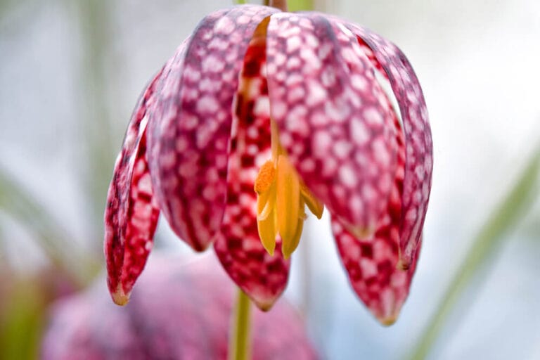 How to Grow Fritillary from Bulbs (2 EASY Steps for Beginners) - The ...