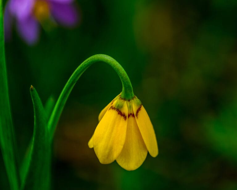 How to Grow Fritillary from Bulbs (2 EASY Steps for Beginners) - The ...