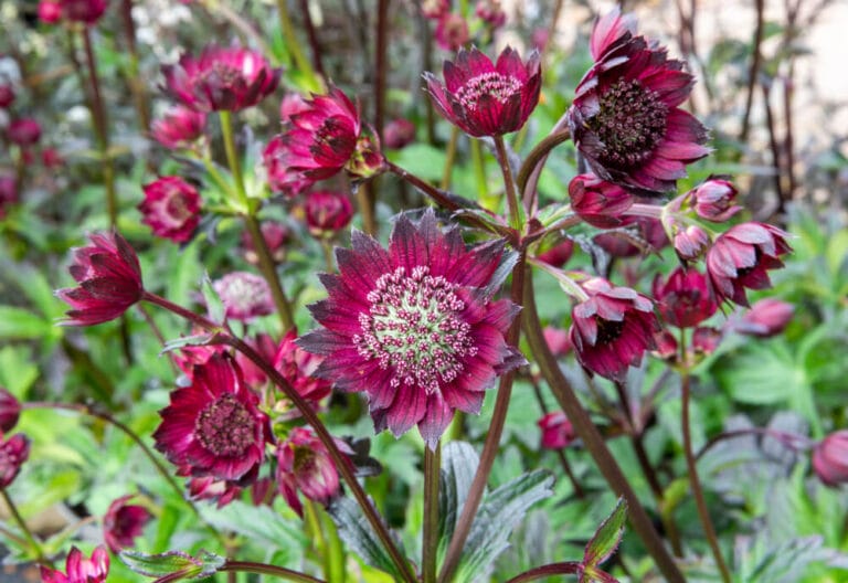 How to Grow Astrantia for Beginners (2 SIMPLE Steps) - The Gardening Dad
