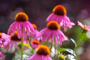 10 Native Utah Perennial Flowers (2023 Guide) - The Gardening Dad