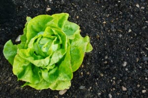 12 BEST Vegetables to Grow in Nevada (2023 Guide) - The Gardening Dad