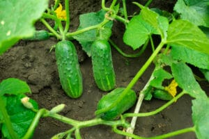 12 BEST Vegetables to Grow in North Dakota (2023 Guide) - The Gardening Dad