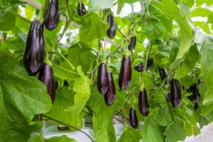 12 BEST Vegetables to Grow in Nevada (2023 Guide) - The Gardening Dad
