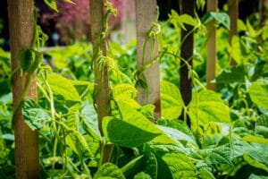 12 BEST Vegetables to Grow in Utah (2023 Guide) - The Gardening Dad