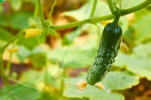 12 BEST Vegetables to Grow in Kansas (2023 Guide) - The Gardening Dad