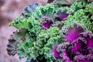 12 BEST Vegetables to Grow in North Dakota (2023 Guide) - The Gardening Dad