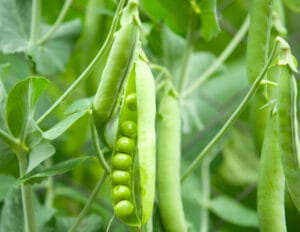 12 BEST Vegetables to Grow in Idaho (2023 Guide) - The Gardening Dad
