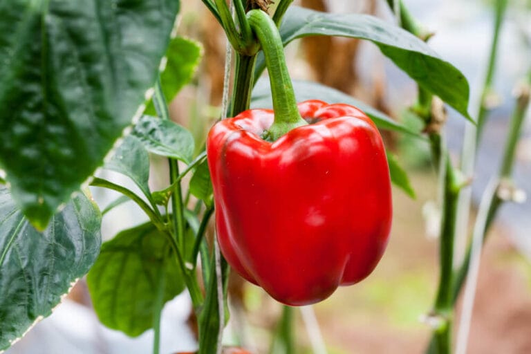 12 Best Vegetables to Grow in Alaska (2023 Guide) - The Gardening Dad