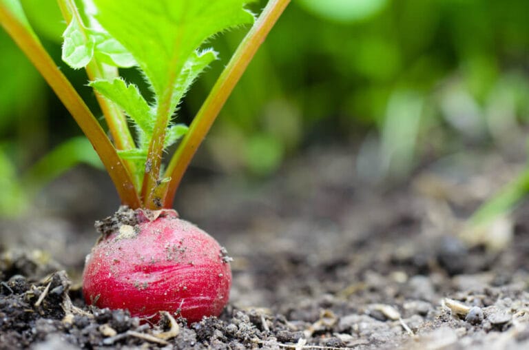 10 BEST Vegetables to Grow in Florida Fall (2023 Guide) - The Gardening Dad