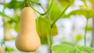 10 BEST Fruits and Vegetables to Grow in Idaho (2023 Guide) - The ...