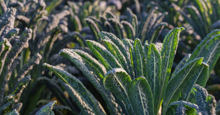 10 Best Vegetables to Grow in Newfoundland & Labrador (2023 Guide ...