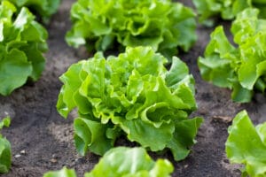 12 BEST Vegetables to Grow in Kansas (2023 Guide) - The Gardening Dad
