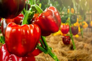 12 BEST Vegetables to Grow in North Dakota (2023 Guide) - The Gardening Dad