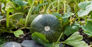 12 BEST Vegetables to Grow in Massachusetts (2023 Guide) - The ...
