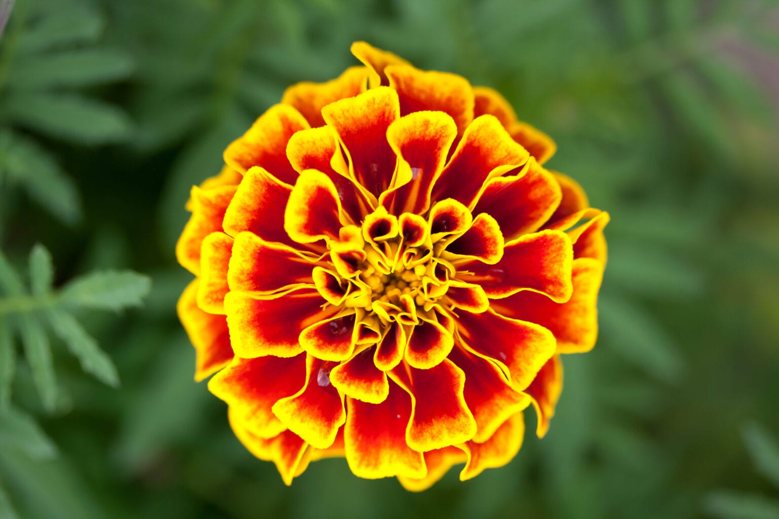 How to Grow Marigolds from Seed: 8 Simple Tips - The Gardening Dad