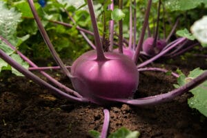 How to Grow Kohlrabi from Seed (5 Simple Steps for Beginners) - The ...
