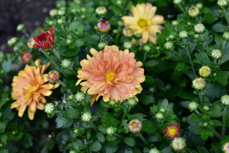 10 BEST Flowers to Grow in Missouri (2023 Guide) - The Gardening Dad