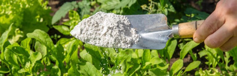 16 PROVEN Ways to Get Rid of Aphids on Lemon Tree (2023) - The ...