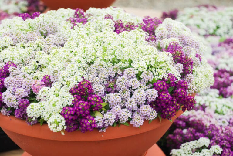 10 BEST Flowers to Grow in Hardiness Zone 8 (2023 Guide) - The ...
