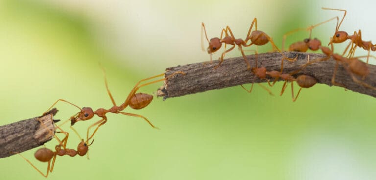 16 PROVEN Ways to Get Rid of Aphids on Hydrangea (2023) - The Gardening Dad
