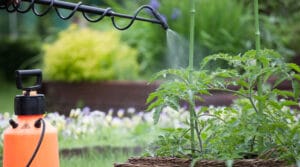 16 PROVEN Ways to Get Rid of Aphids on Lemon Tree (2023) - The ...