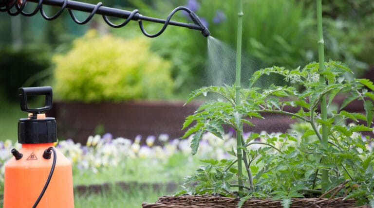 16 PROVEN Ways to Get Rid of Aphids on Basil (2023) - The Gardening Dad