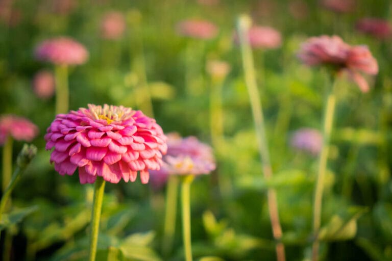 10 BEST Flowers to Grow in Hardiness zone 4 (2023 Guide) - The ...