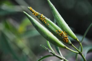 16 PROVEN Ways to Get Rid of Aphids on Basil (2023) - The Gardening Dad