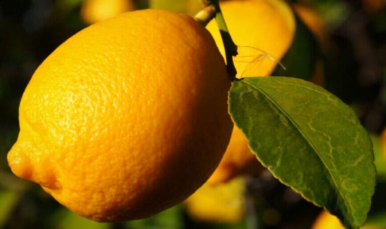 11 BEST Fruit Trees to Grow in Kansas (2023 Guide) - The Gardening Dad